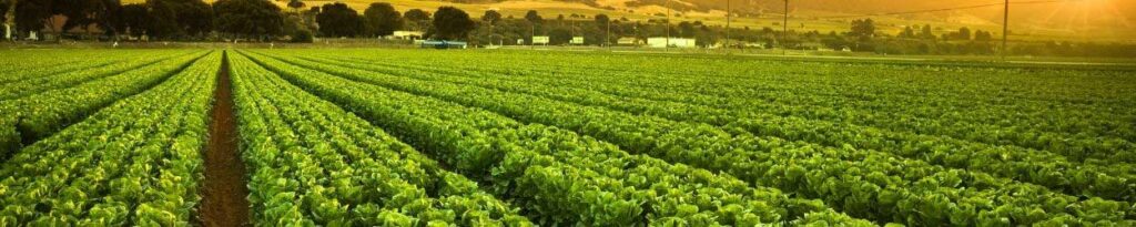 BAF STARTER | Micro Granule: The Ideal Choice for Farming